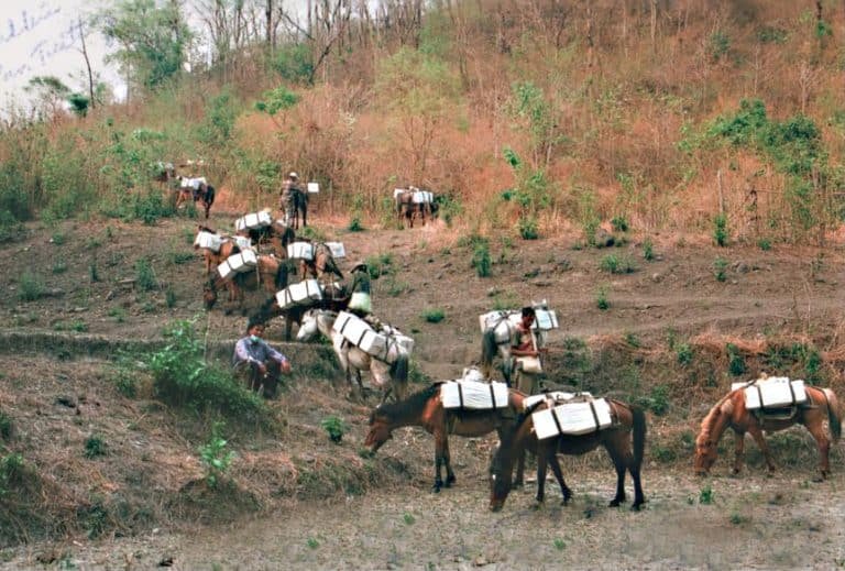 Focus Projects – FireBible